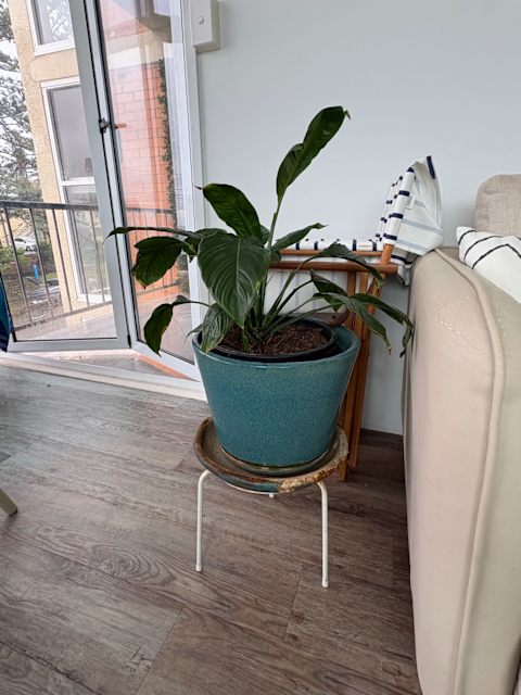 FREE Pot Plants - 3 in total - Plants in Tweed Heads NSW | Gumtree ...