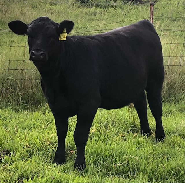 Angus Stud Heifers, Steers & Bull | Livestock | Gumtree Australia ...