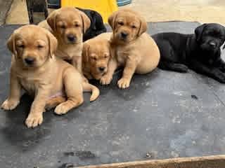 Labrador Puppies - pure bred Bonnie & Royce | Dogs & Puppies | Gumtree ...
