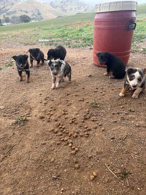 Blue Merle border collie x kelpie | Dogs & Puppies | Gumtree Australia ...