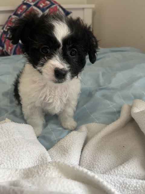 Toy poodle x shiz u female puppy | Dogs & Puppies | Gumtree Australia ...