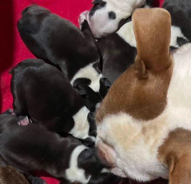 Purebred Boston Terrier Puppies - Pedigree Papers ONLY 2 LEFT | Dogs ...