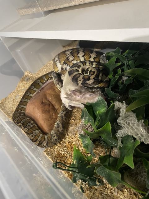 Darwin Python | Reptiles & Amphibians | Gumtree Australia Melbourne ...