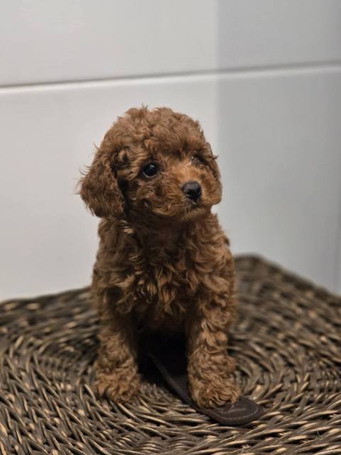 Tiny ruby toy cavoodles girls and boys | Dogs & Puppies | Gumtree ...