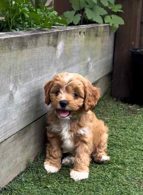 💝READY NOW🎁 🐶 F1 Toy Cavoodle puppy’s 1st generation | Dogs & Puppies ...