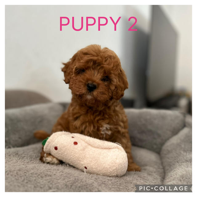 F1 Ruby Cavoodle Puppy | Dogs & Puppies | Gumtree Australia Eastern ...
