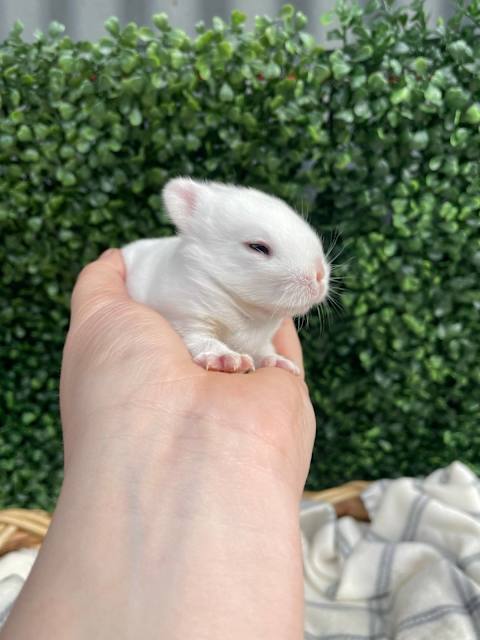 Netherland Dwarf Bunny rabbit | Rabbits | Gumtree Australia Gawler Area ...