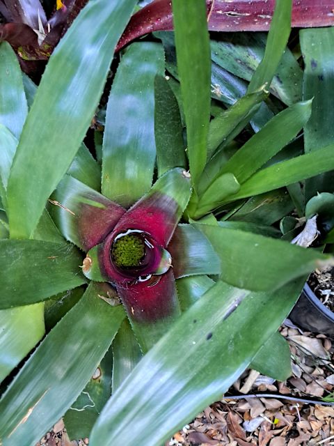 Bromeliad plants | Plants | Gumtree Australia Newcastle Area - Mayfield ...