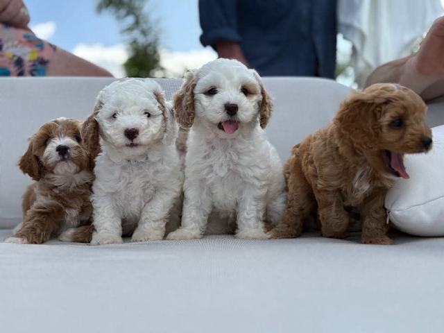 2 GORGEOUS MINIATURE CAVOODLES | Dogs & Puppies | Gumtree Australia ...