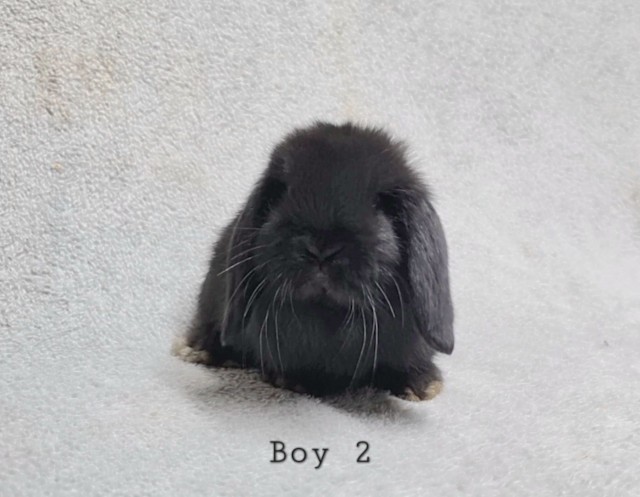 Black Mini Lop - 7 months old | Rabbits | Gumtree Australia Melton Area ...