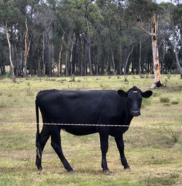 12 month old Angus heifer | Livestock | Gumtree Australia Wollondilly ...