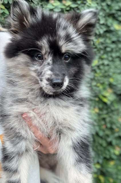 Mini Aussie Sheppard/Pomsky puppies | Dogs & Puppies | Gumtree ...