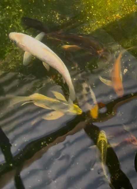 Butterfly Koi/Metallic Koi | Fish | Gumtree Australia Auburn Area ...