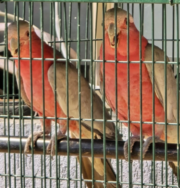 A pair of breeding Galah Parrots with Cage | Birds | Gumtree Australia ...