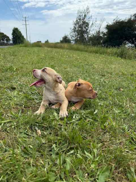 bulldog x staffy puppies for sale | Dogs & Puppies | Gumtree Australia ...