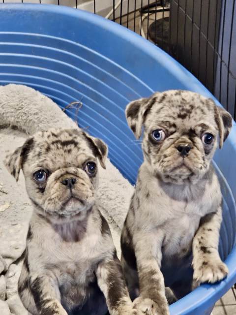 Pug puppies, rare merle – 2 Females & 1 Male (10 Weeks Old) | Dogs ...