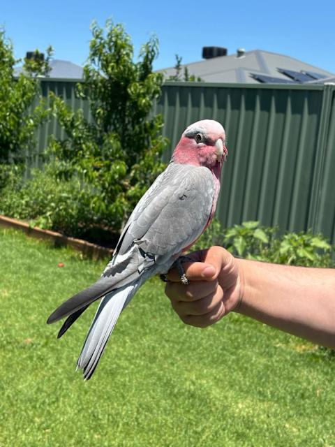 Galah Cockatoo hand tame | Birds | Gumtree Australia Shepparton City - Shepparton | 1335290146