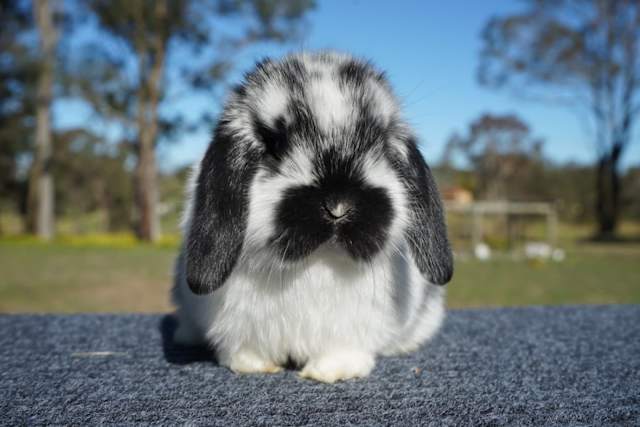 Pure bred mini lops | Rabbits | Gumtree Australia Greater Taree Area ...