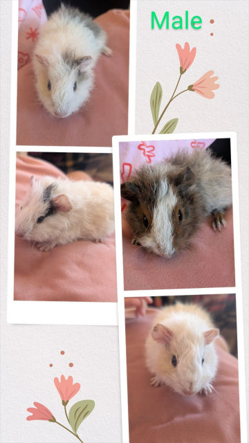 Guinea Pigs | Other Pets | Gumtree Australia Macedon Ranges - Kyneton ...
