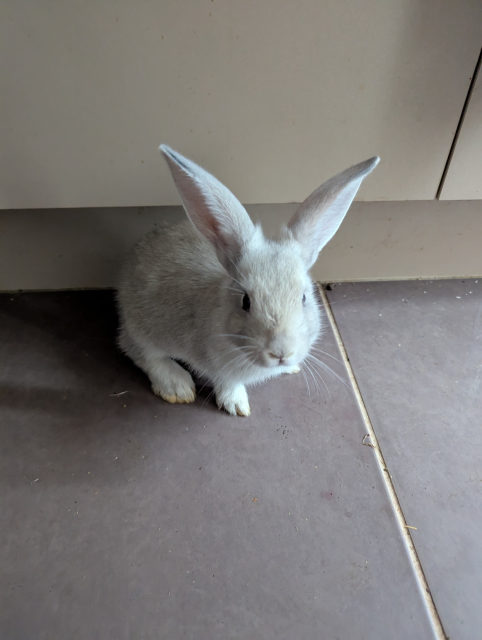 Baby Rabbits 8 weeks old and young rabbits 12 weeks old | Rabbits ...