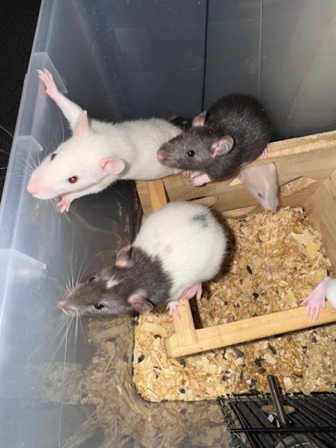 Pet rats for sale | Other Pets | Gumtree Australia Lismore Area ...