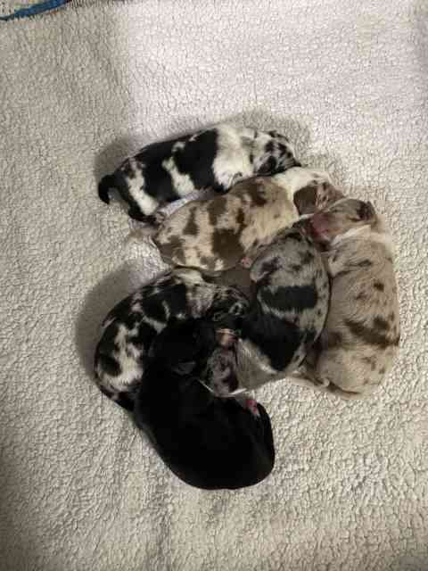 Tri Merle Border Collie x Kelpie Puppies | Dogs & Puppies | Gumtree ...