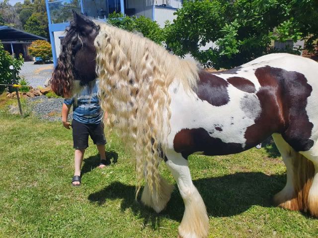 Gypsy Cob Mare with purebred foal at foot | Horses & Ponies | Gumtree ...