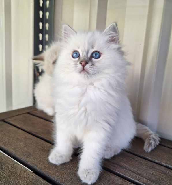 Pedigree Ragdoll Kittens Purebred Vaccinated Desexed Registered | Cats ...