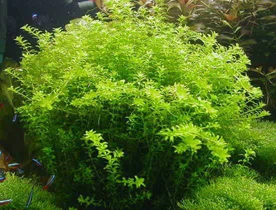 Pearlweed (Hemianthus micranthemoides) | Pet Products | Gumtree ...