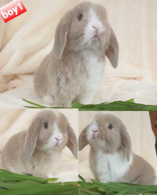 Pure-bred Mini Lop Baby Rabbits 💕 | Rabbits | Gumtree Australia ...