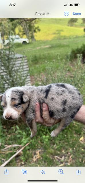 Merle Kelpie x Koolie male SOLD PENDING | Dogs & Puppies | Gumtree ...