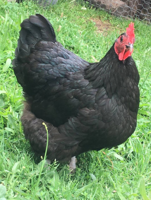 Pure Bred Australorp Roosters | Livestock | Gumtree Australia Wagga ...