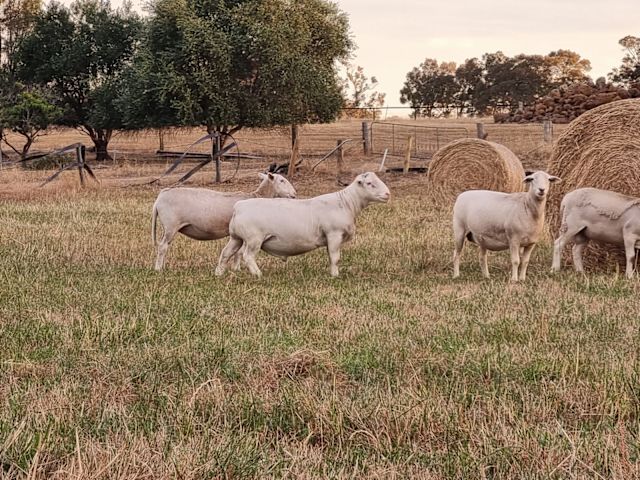 ultra white rams ultra white x dorper ewes | Livestock | Gumtree ...