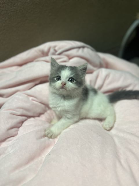 4 x Half Ragdoll Kittens Male | Cats & Kittens | Gumtree Australia ...