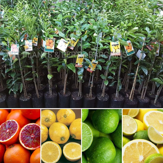 Assorted Fruit Trees FROM $20 each Plants - Plants in Landsdale WA ...