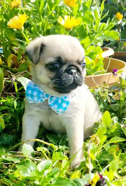 💜 Perfect Pug Puppies 💜 READY NOW 💜 | Dogs & Puppies | Gumtree ...