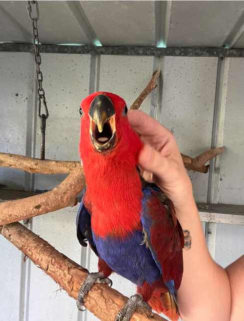 Beautiful friendly hand raised Eclectus parrots macaw galah | Birds ...