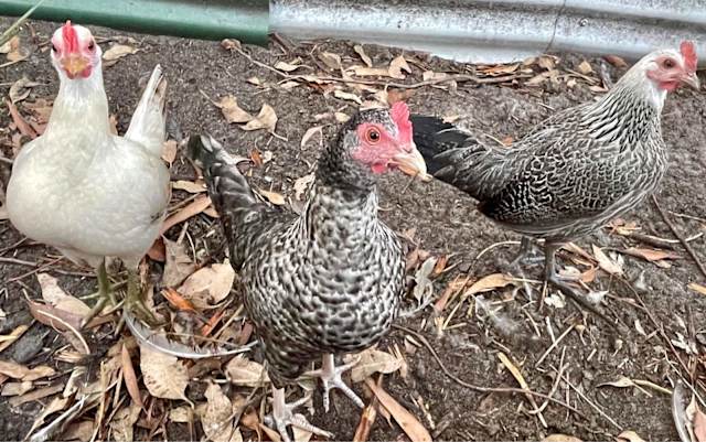 Bantam Cross Breed Hens | Livestock | Gumtree Australia Capel Area ...