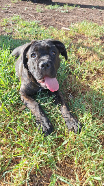 Pure breed cane corso puppy | Dogs & Puppies | Gumtree Australia ...