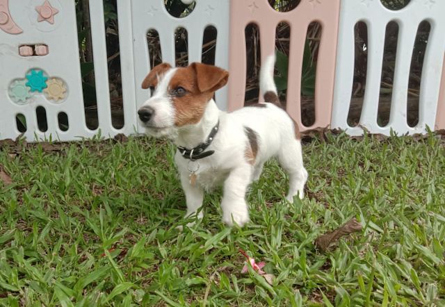 Pure Jack Russell Terrier Puppy | Dogs & Puppies | Gumtree Australia ...