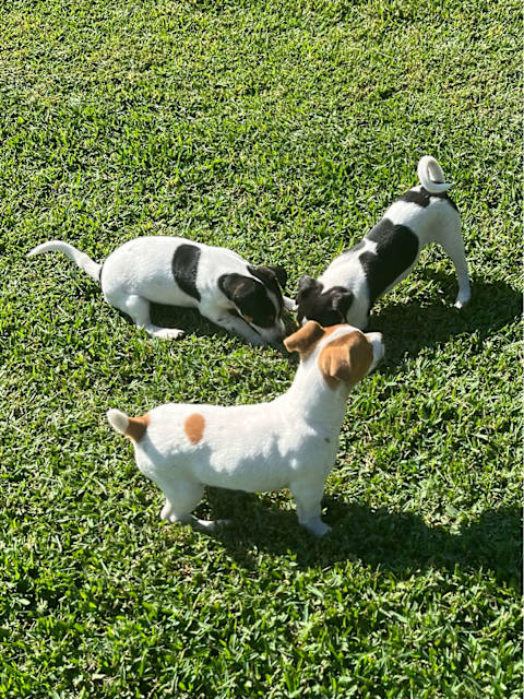 Mini Foxy Pups | Mini Foxie Puppies | Dogs & Puppies | Gumtree ...