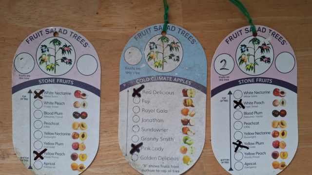 Three grafted fruit trees in pots. - Plants in Engadine NSW | Gumtree ...