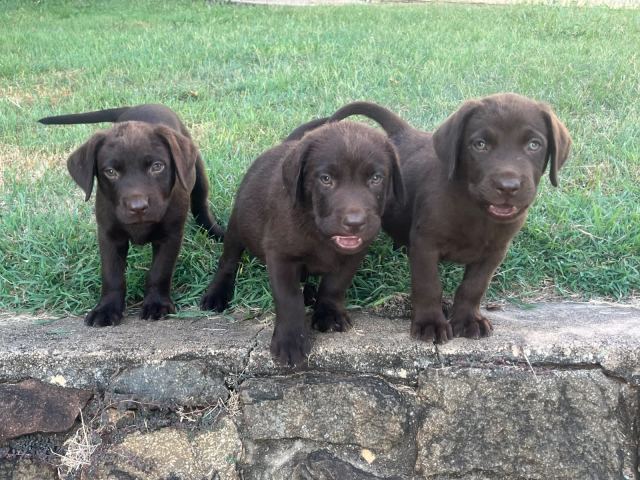 Purebred Chocolate Labrador Pups. | Dogs & Puppies | Gumtree Australia ...