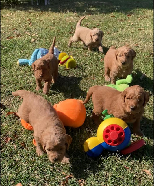 F1 Groodle puppies Red - Golden DNA clear | Dogs & Puppies | Gumtree ...
