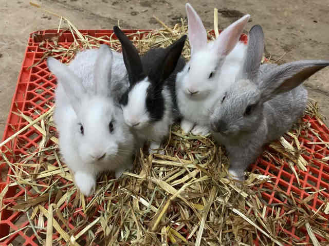 Flemish Giant x New Zealand rabbits | Rabbits | Gumtree Australia ...