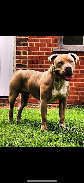 XL BULLY x NEO MASTIFF | Dogs & Puppies | Gumtree Australia Serpentine ...