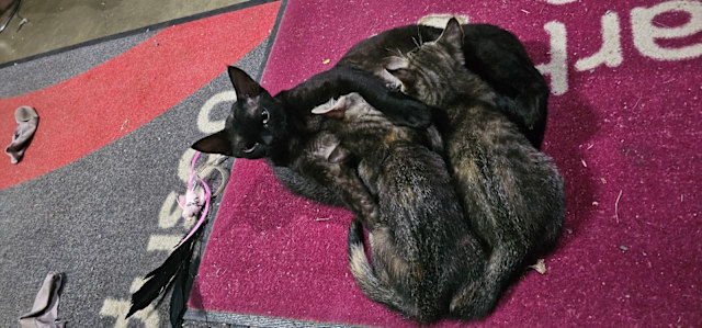 Devon Rex Cross Tabby kittens | Cats & Kittens | Gumtree Australia ...