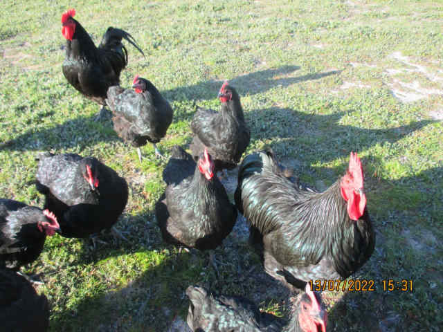 Gold and Silver Laced Wyandotte and Australorp chicks. | Livestock ...