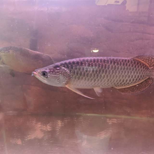 30plus cm Saratoga jardini | Fish | Gumtree Australia New South Wales ...