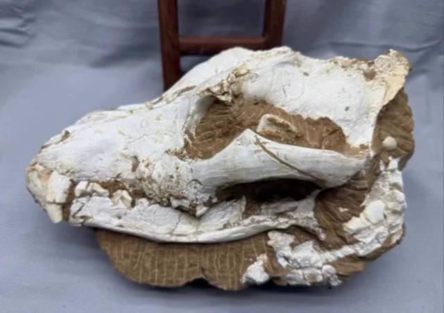DIRE WOLF FOSSIL SKULL taxidermy - Collectables in Randwick NSW ...